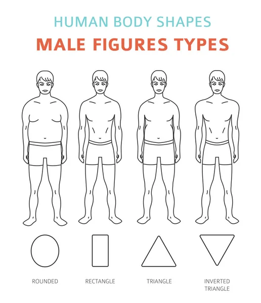 11,756,451 Body type men Vector Images | Depositphotos