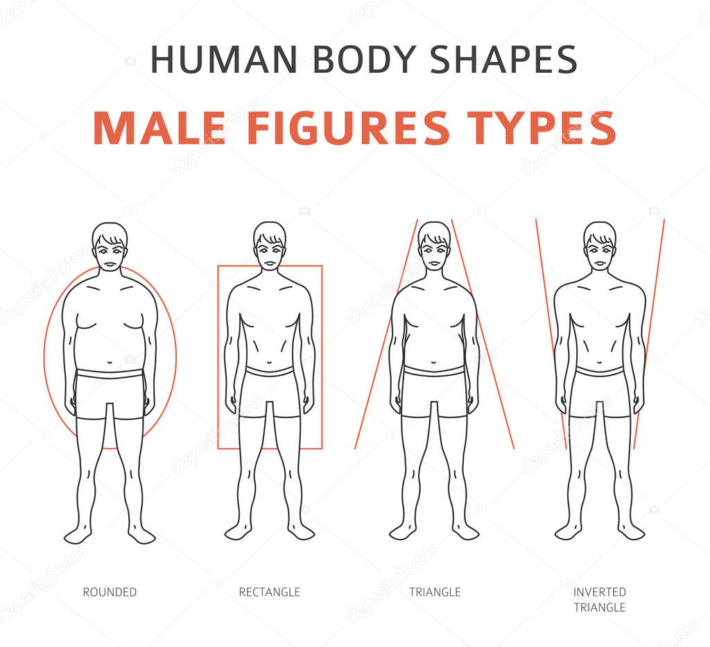 Formas del cuerpo humano. Figuras masculinas tipo conjunto. Ilustración ...