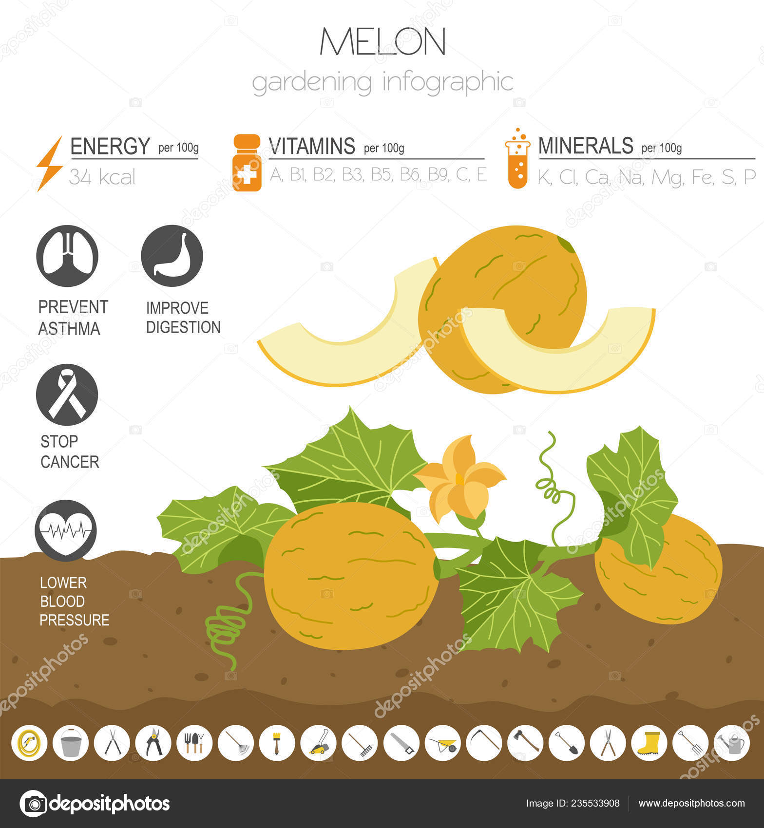 Melon Beneficial Features Graphic Template Gardening Farming ...