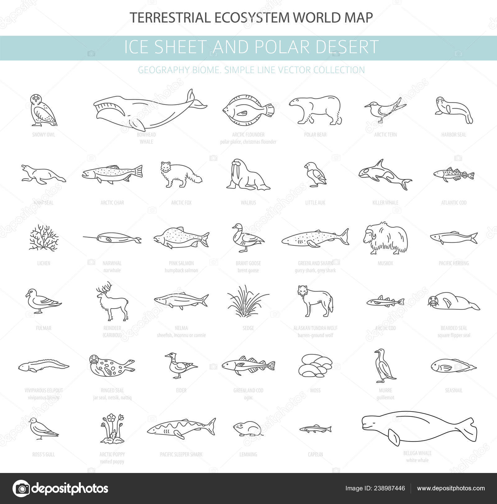 Terrestrial Ecosystem Drawing