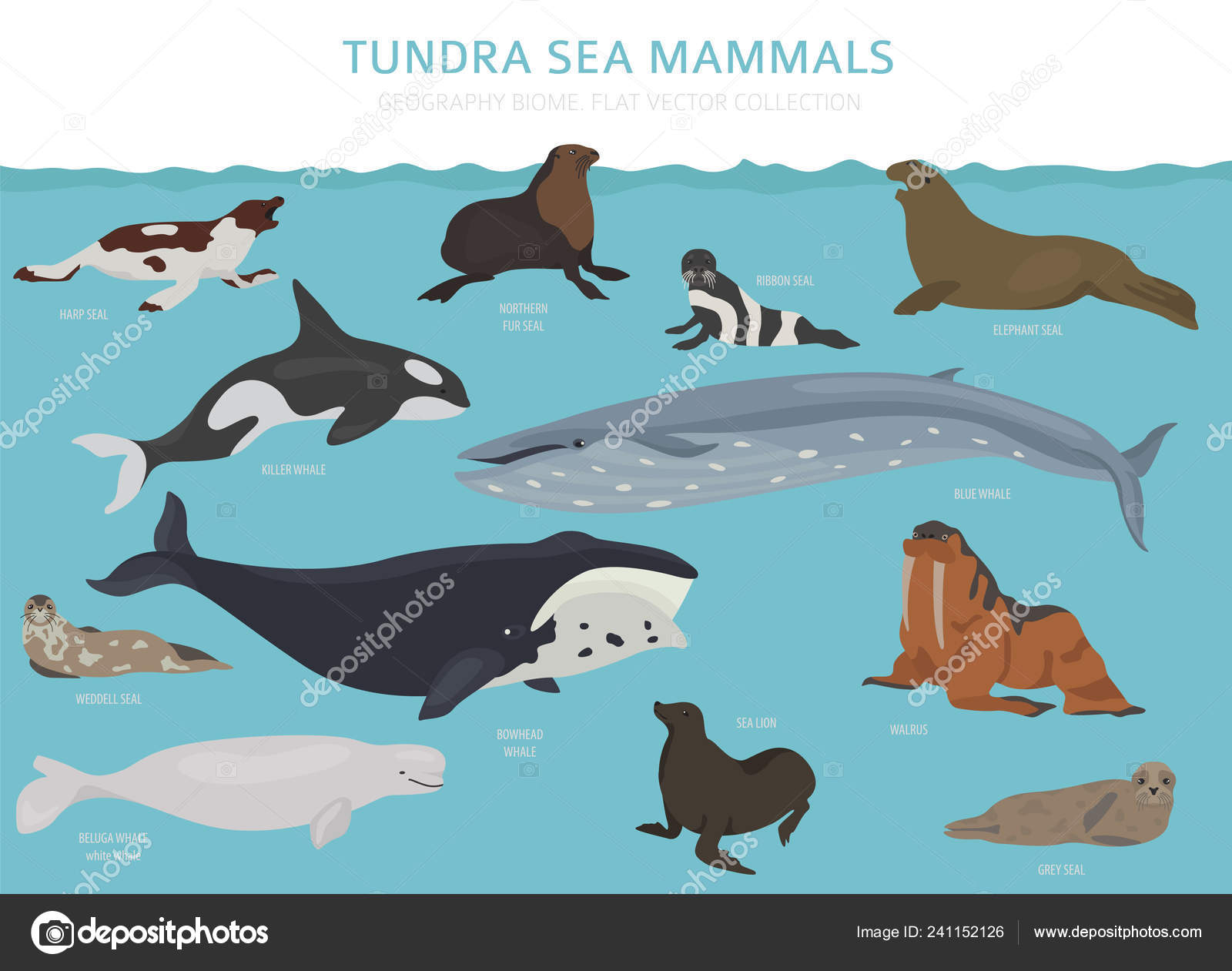 Arctic Ocean Underwater Animals