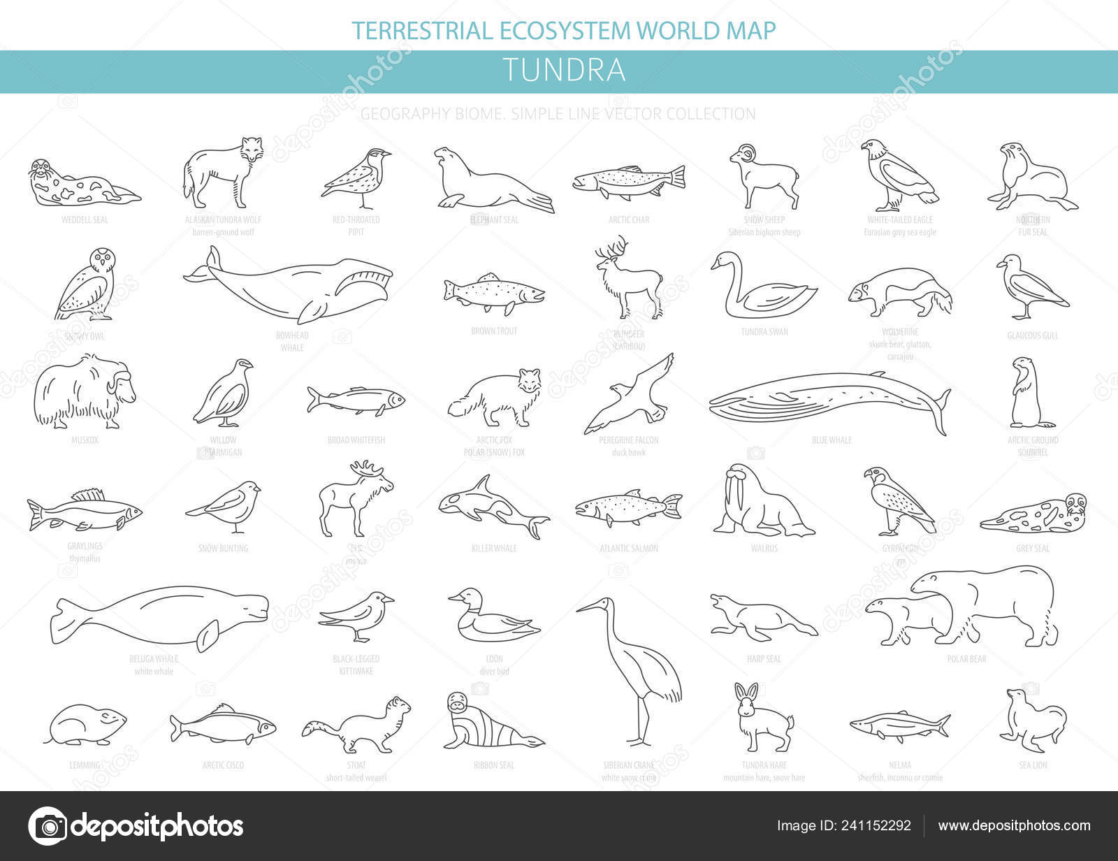 Arctic Tundra Map Black And White