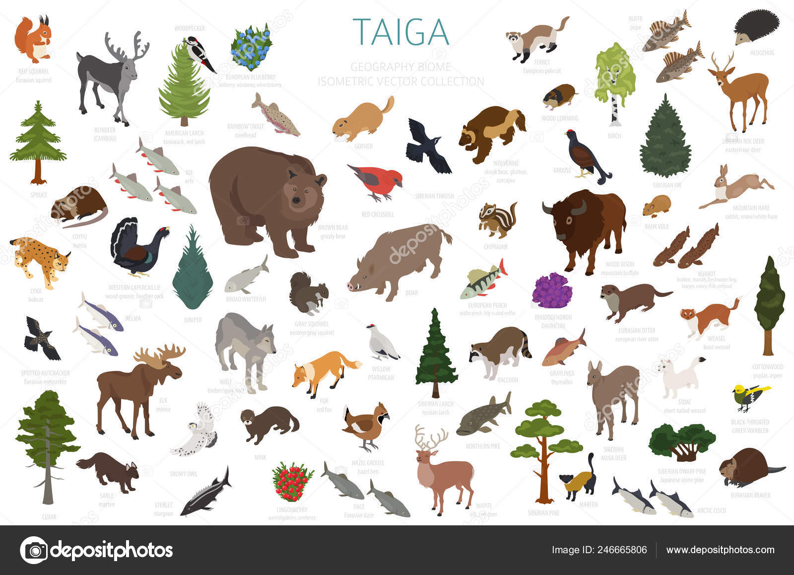 Taiga Biome Animals Bear