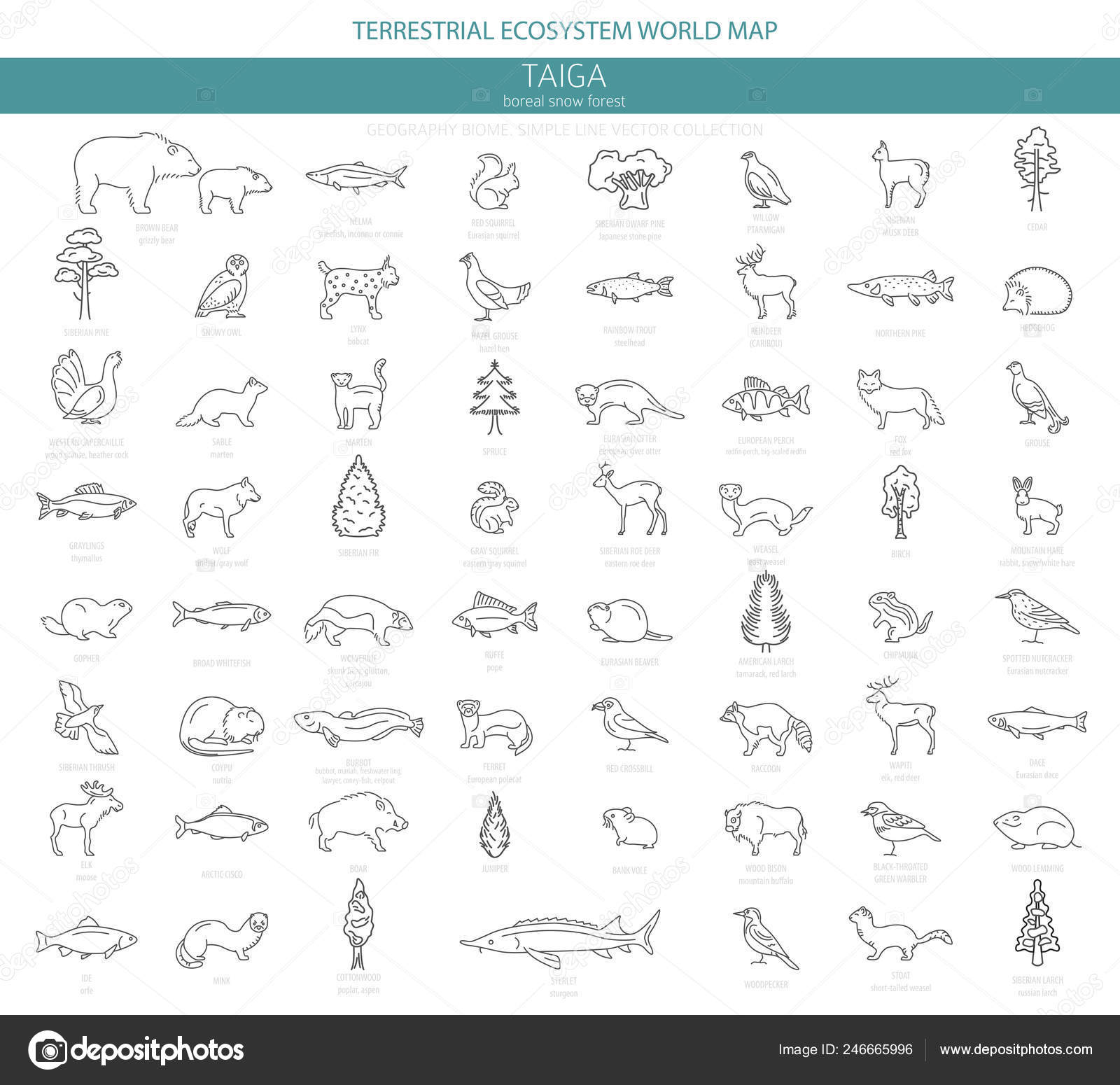 Taiga Biome Boreal Snow Forest Thin Simple Line Design Terrestrial ...