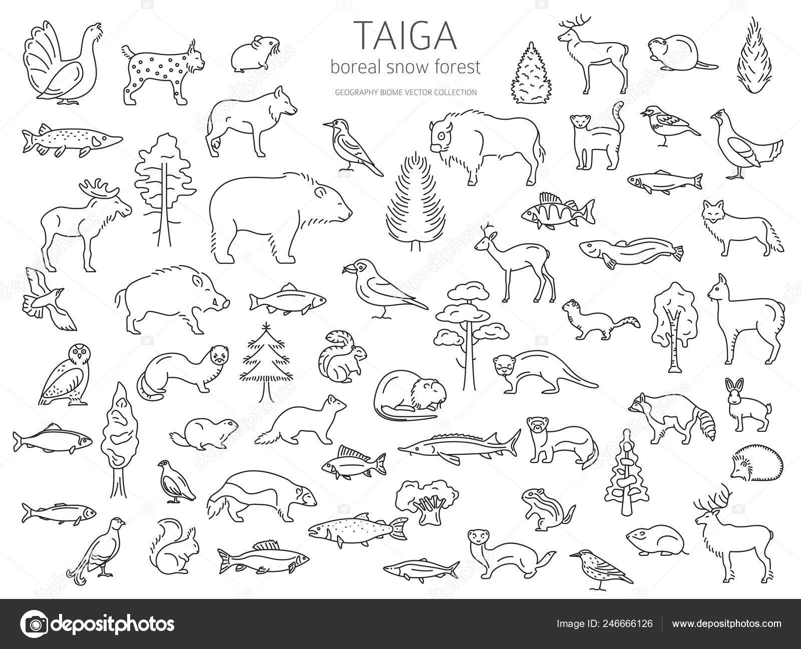Taiga Climatogram