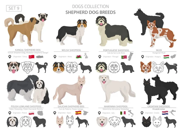 Herding Dog Breed Chart