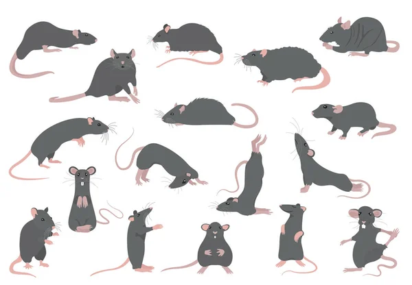 Dirty Rat Clipart Rodents