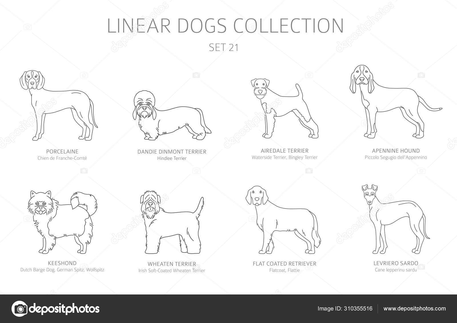 Simple line dogs collection isolated on white. Dog breeds. Flat Stock ...