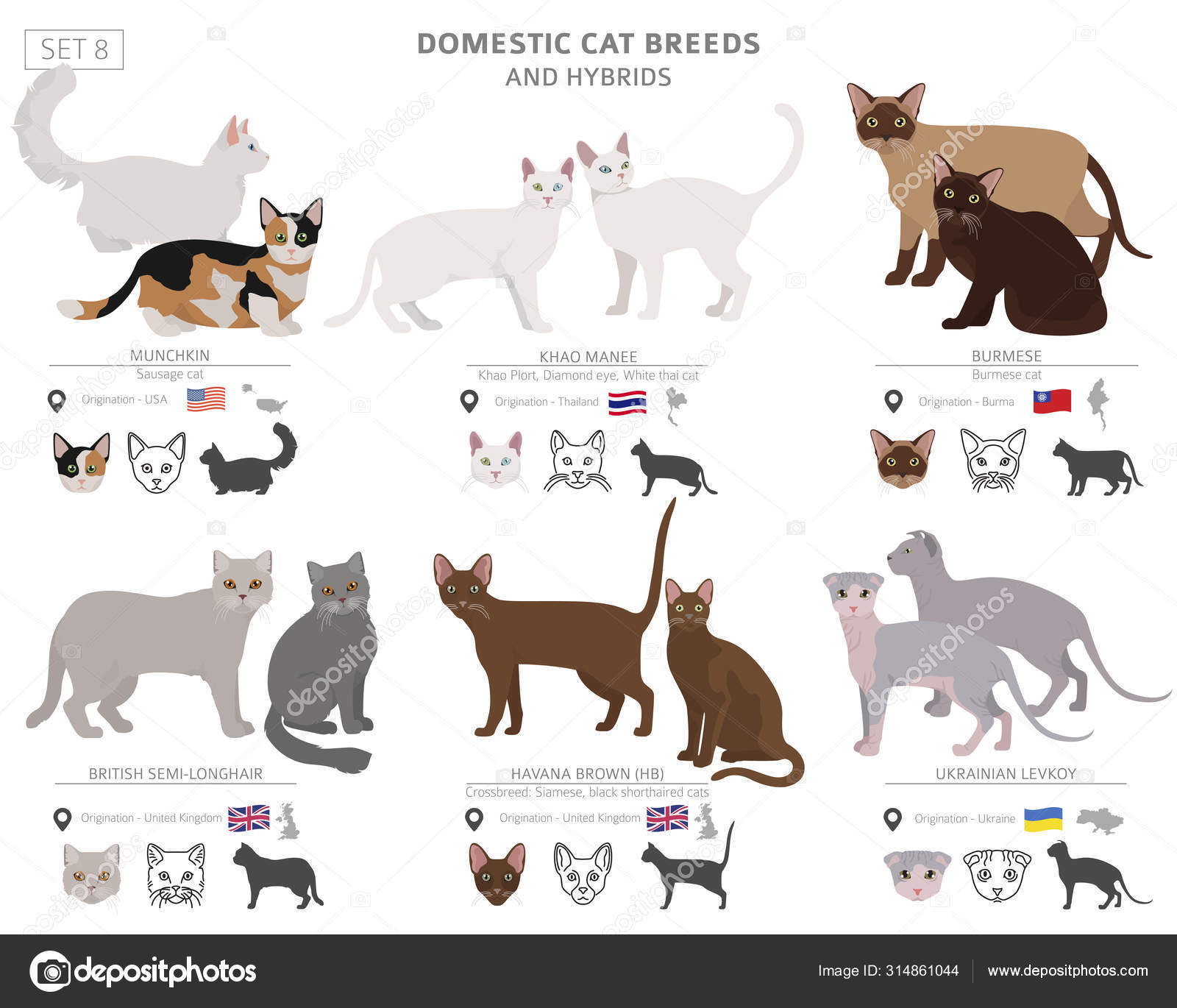 Domestic cat breeds and hybrids collection isolated on white. Fl Stock ...