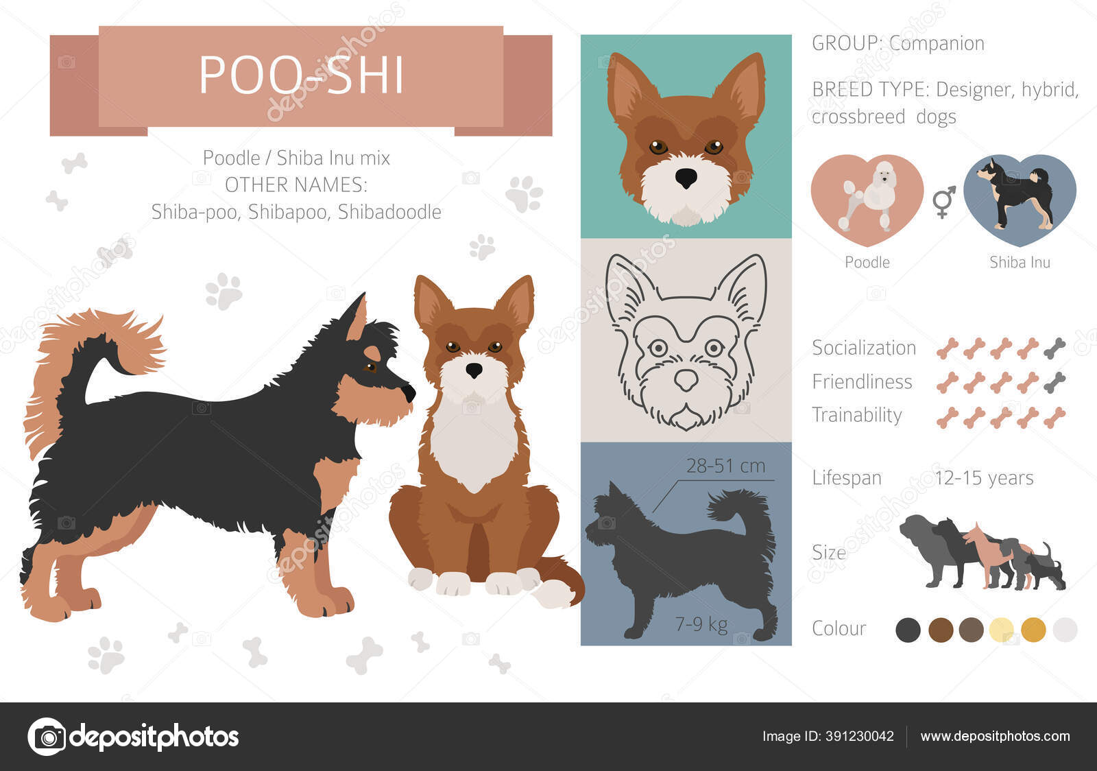 Shiba Cross Breeds | ppgbbe.intranet.biologia.ufrj.br
