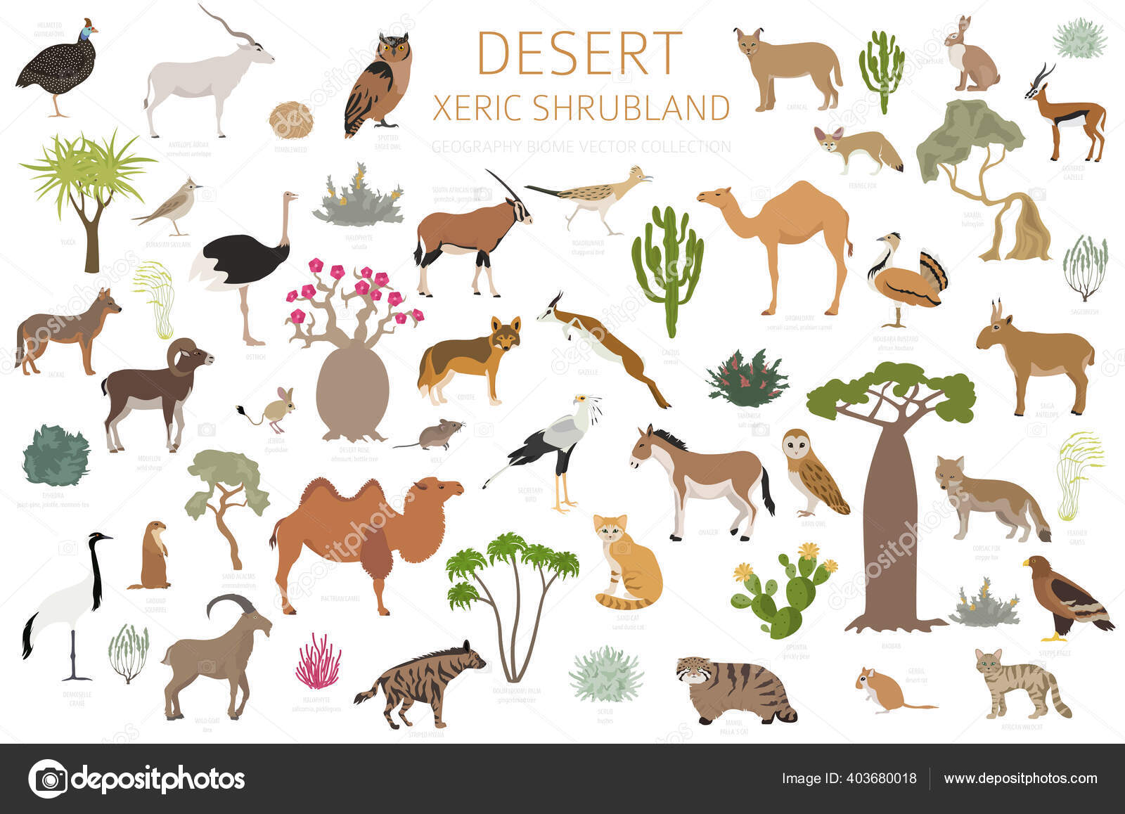 Desert Biome Xeric Shrubland Natural Region Infographic Mapa Mundo ...