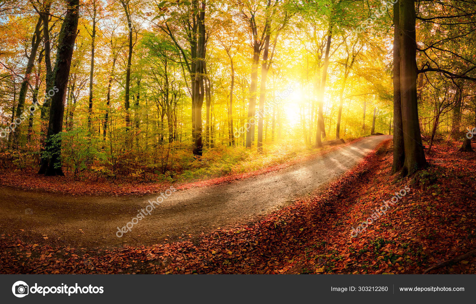Sunlit forest path before sunset — Stock Photo © Smileus #303212260