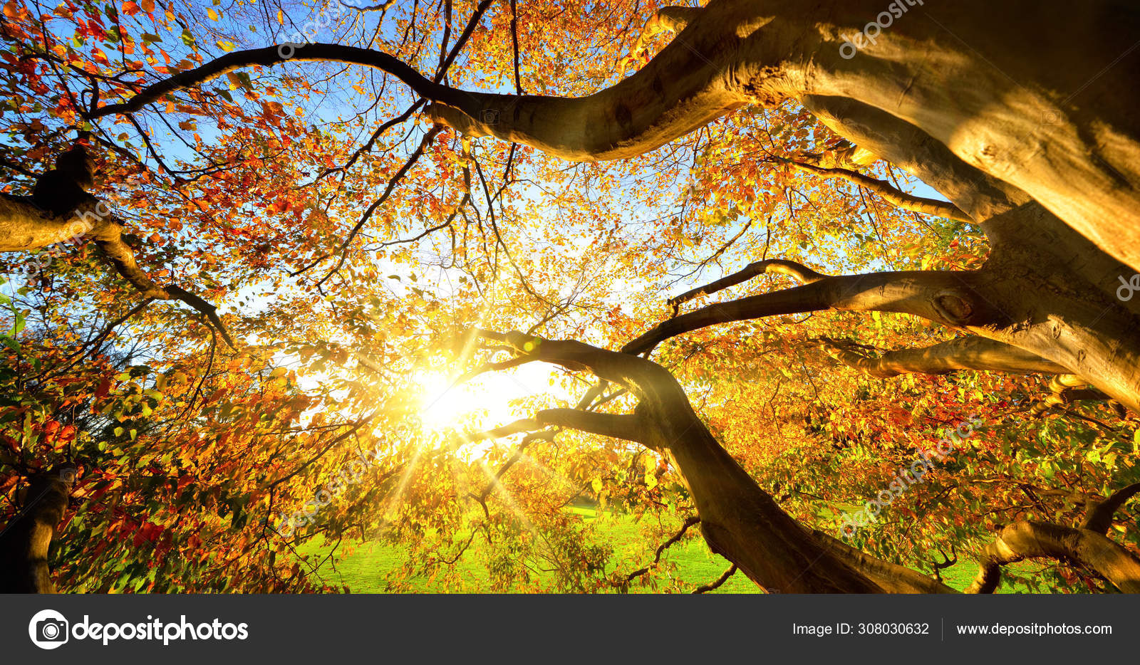 Autumn sunshine viewed through a large tree Stock Photo by ©Smileus ...