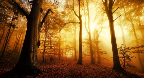 Dramatic forest Stock Photos, Royalty Free Dramatic forest Images ...