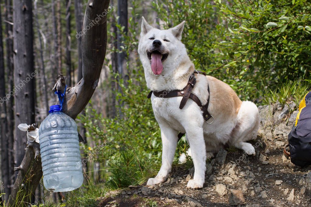 Cansado ridículo hermoso tipo japonés Akita Ina perro con la lengua que ...