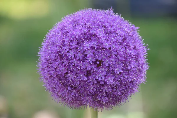 Sponge hyssop Stock Photos, Royalty Free Sponge hyssop Images ...