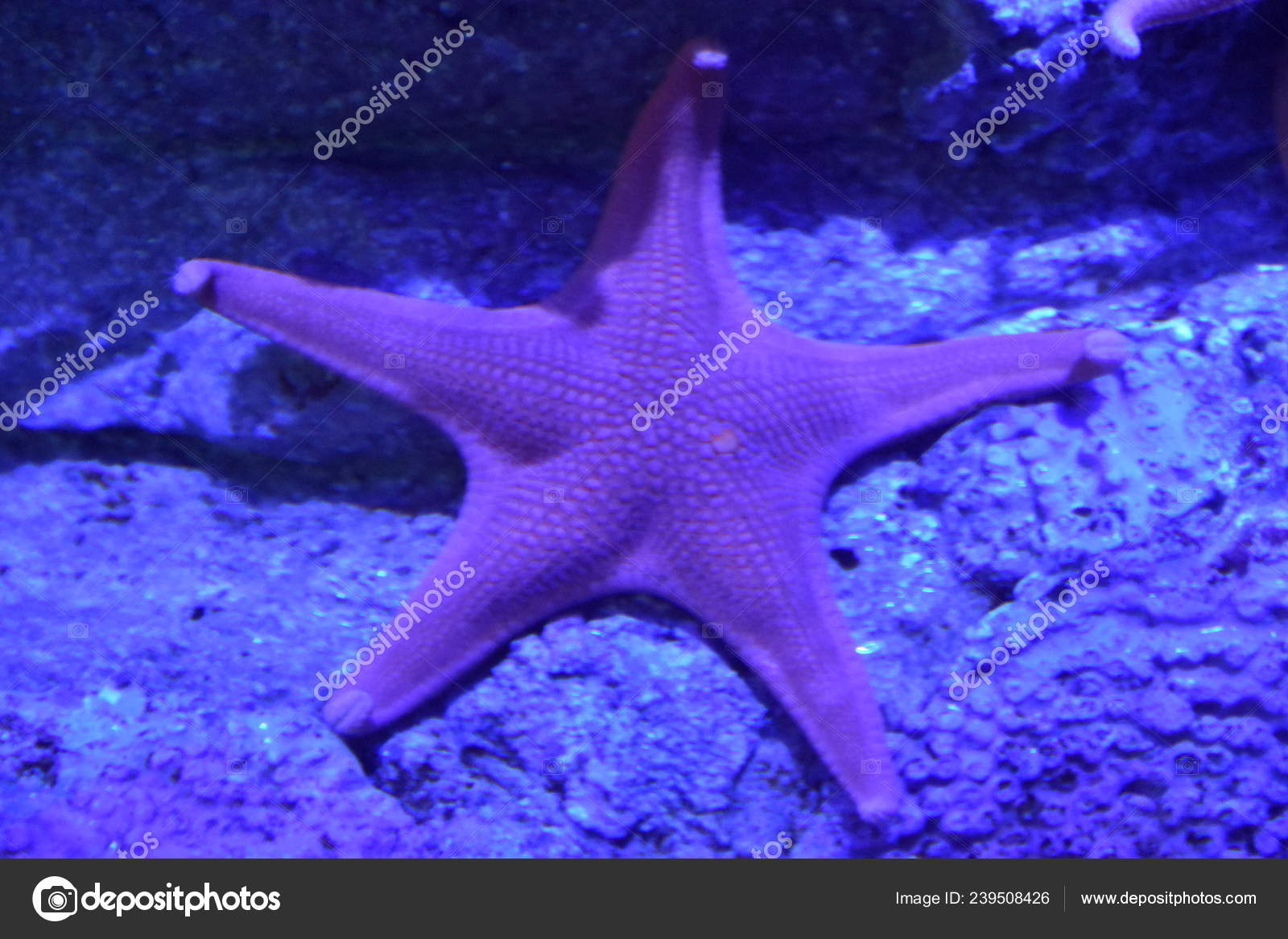 Starfish Aquarium — Stock Photo © sainaniritu #239508426