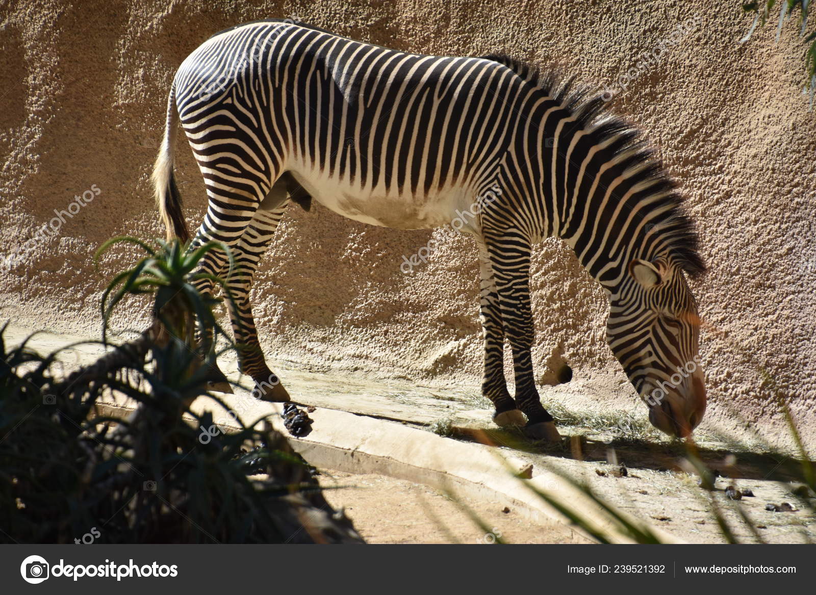 Zebra Zoo — Stock Photo © sainaniritu #239521392