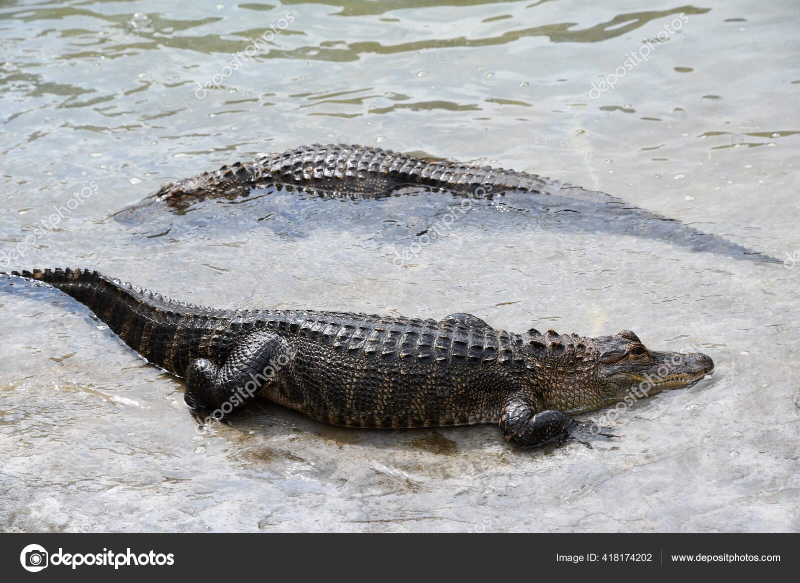 Dangerous Alligator Water — Stock Photo © sainaniritu #418174202