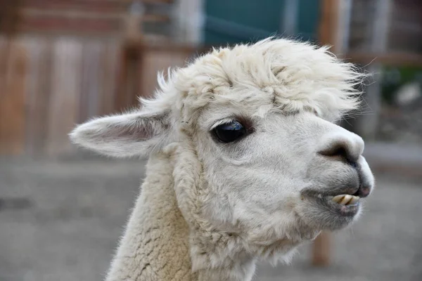 Lama peruana Stock Photos, Royalty Free Lama peruana Images | Depositphotos