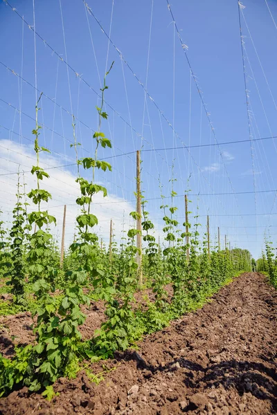 Hop plantation Stock Photos, Royalty Free Hop plantation Images ...