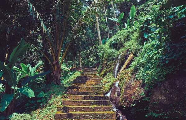 Jungle stairs Stock Photos, Royalty Free Jungle stairs Images ...