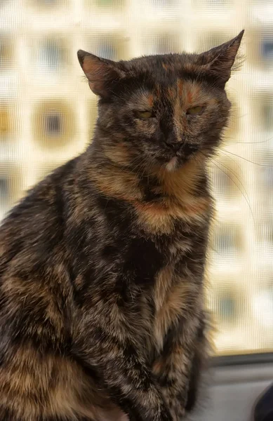 Tortie Short Haired Cat Portrait — Stock Photo © evdoha #201709024