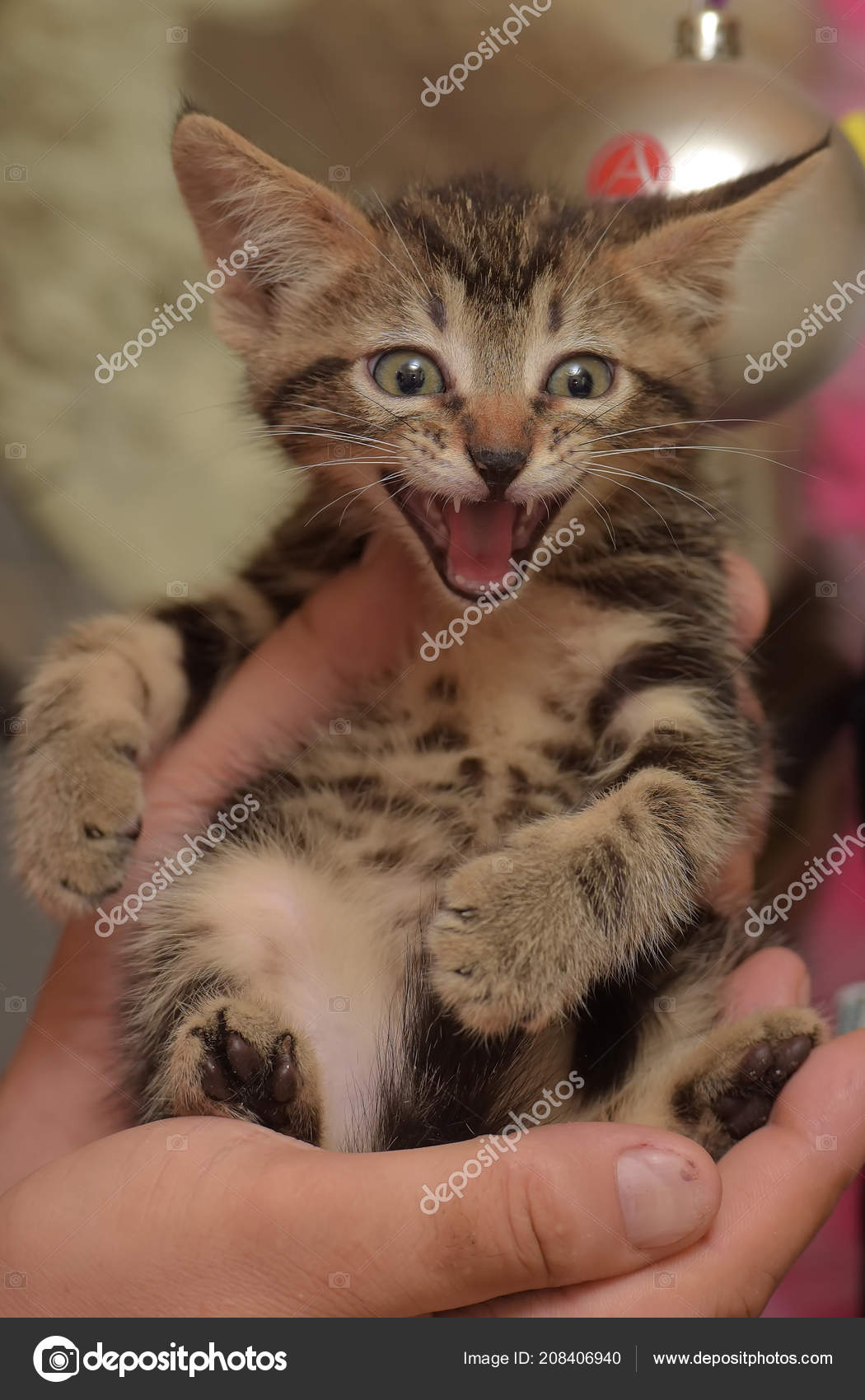 Small Striped Kitten Meows Hands — Stock Photo © evdoha #208406940