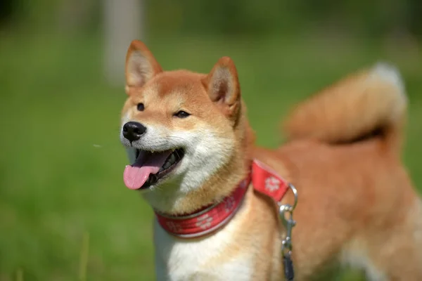 Ken images libres de droit, photos de Ken | Depositphotos