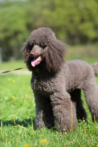 Královský pudl stock fotografie, royalty free Královský pudl obrázky ...