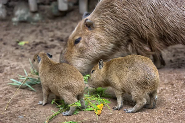 Capybara Stock Photos, Royalty Free Capybara Images | Depositphotos