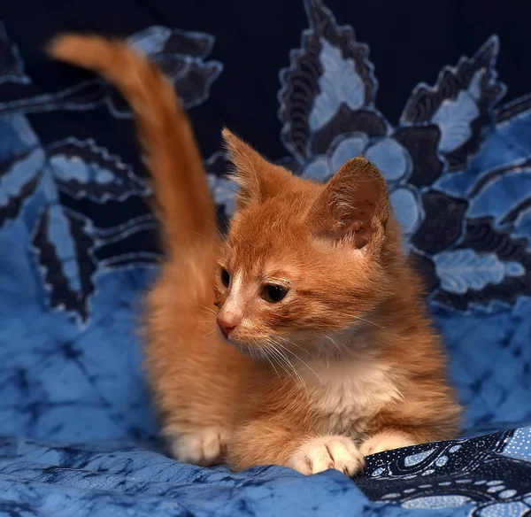 4 month old kitten Stock Photos, Royalty Free 4 month old kitten Images ...