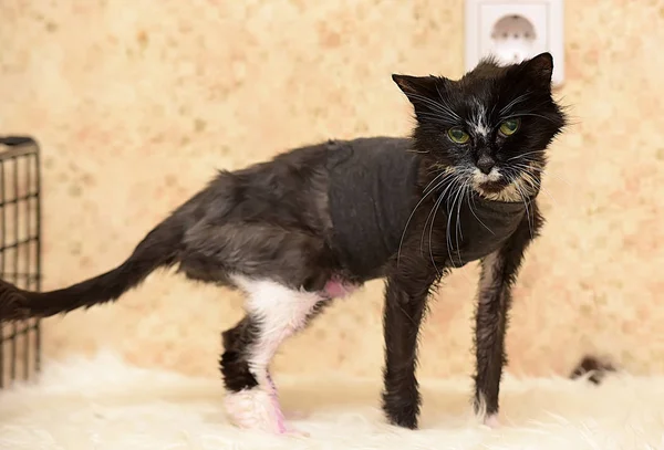 Skinny cat Stock Photos, Royalty Free Skinny cat Images | Depositphotos