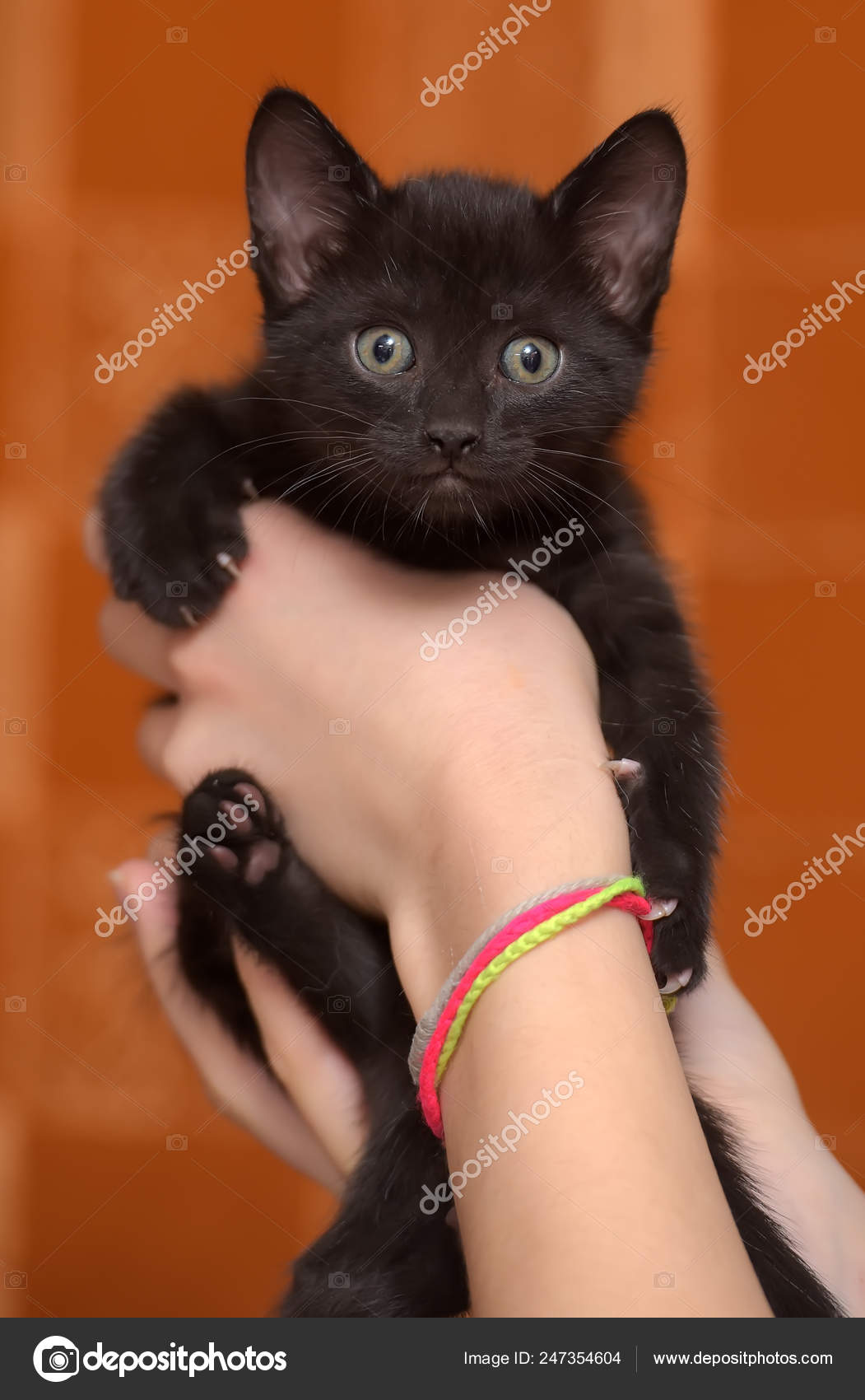 Little Funny Black Kitten Hand — Stock Photo © evdoha #247354604