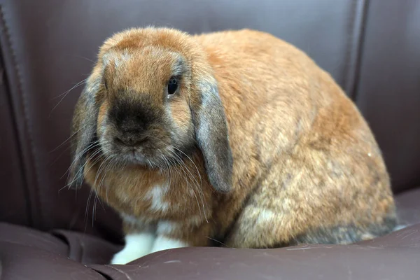 Rabbit Lop Eared Sheep — Stock Photo © YAYImages #262249174