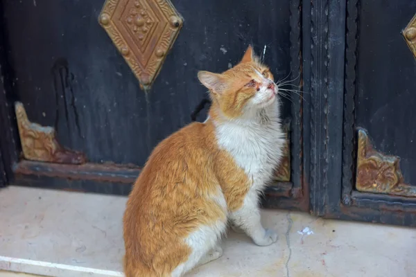 Gato do egito Stock Photos, Royalty Free Gato do egito Images ...