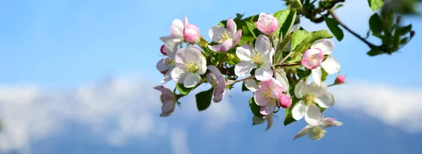 Mountain tree flower Stock Photos, Royalty Free Mountain tree flower ...