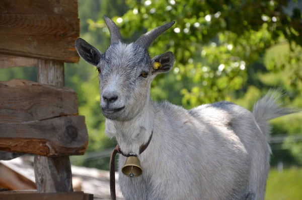 Switzerland goat Stock Photos, Royalty Free Switzerland goat Images ...