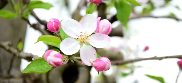 El manzano florido fotos de stock, imágenes de El manzano florido sin ...