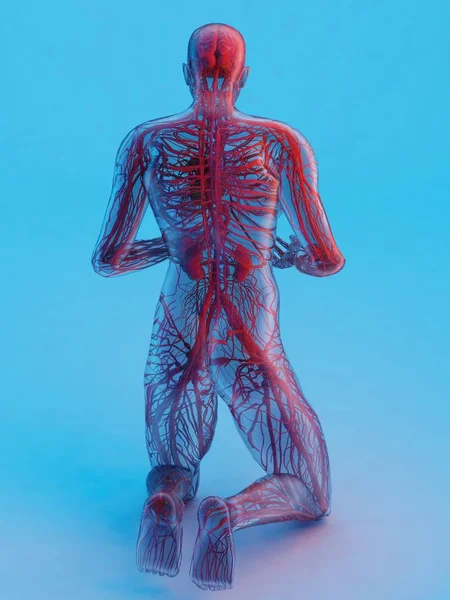 Human blood system Stock Photos, Royalty Free Human blood system Images ...