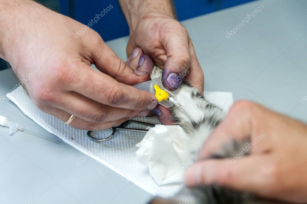 recolección de sangre de una vena en un gato en una clínica veterinaria ... recolección de sangre de una vena en un gato en una clínica veterinaria ...