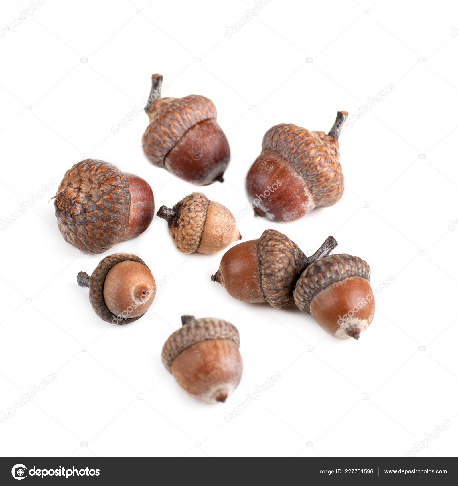 Real Acorns Tops