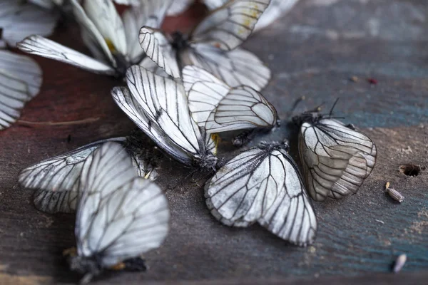 Dead butterfly Stock Photos, Royalty Free Dead butterfly Images ...
