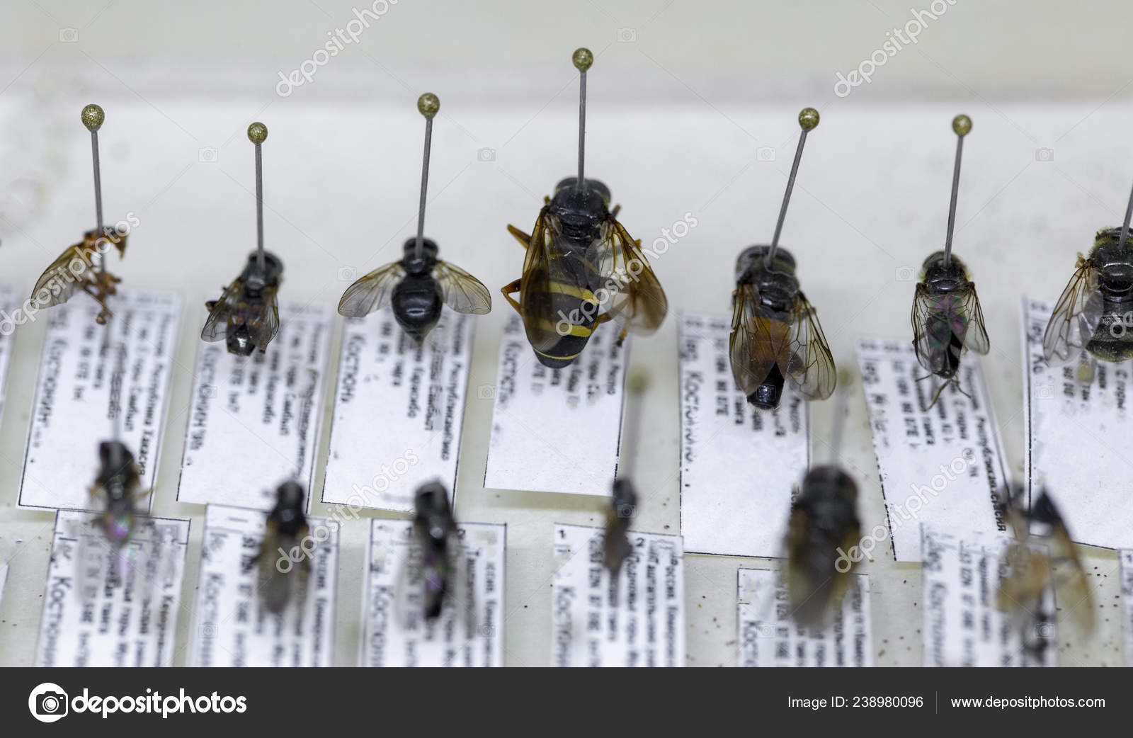 Insects Bees Flies Wasps Entomological Collection Insects Entomology ...