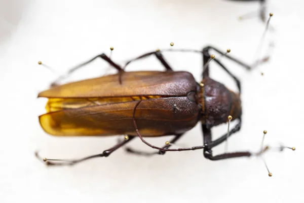 Bichos fotos de stock, imágenes de Bichos sin royalties | Depositphotos