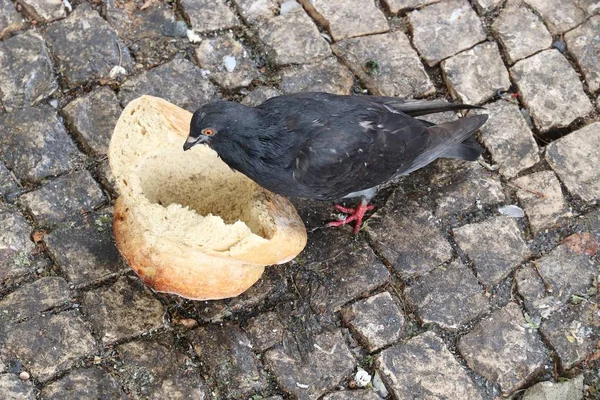 Feral pigeon eating bread Stock Photos, Royalty Free Feral pigeon ...