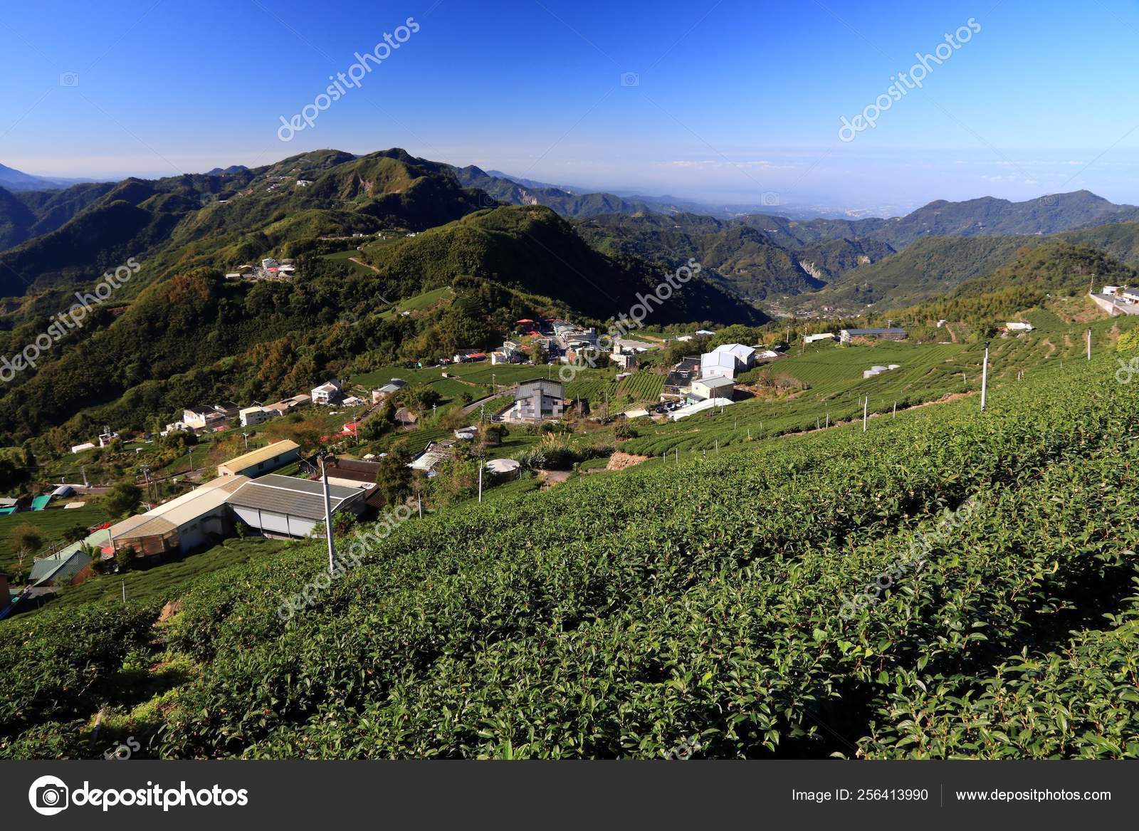 Tea fields in Taiwan Stock Photo by ©tupungato 256413990