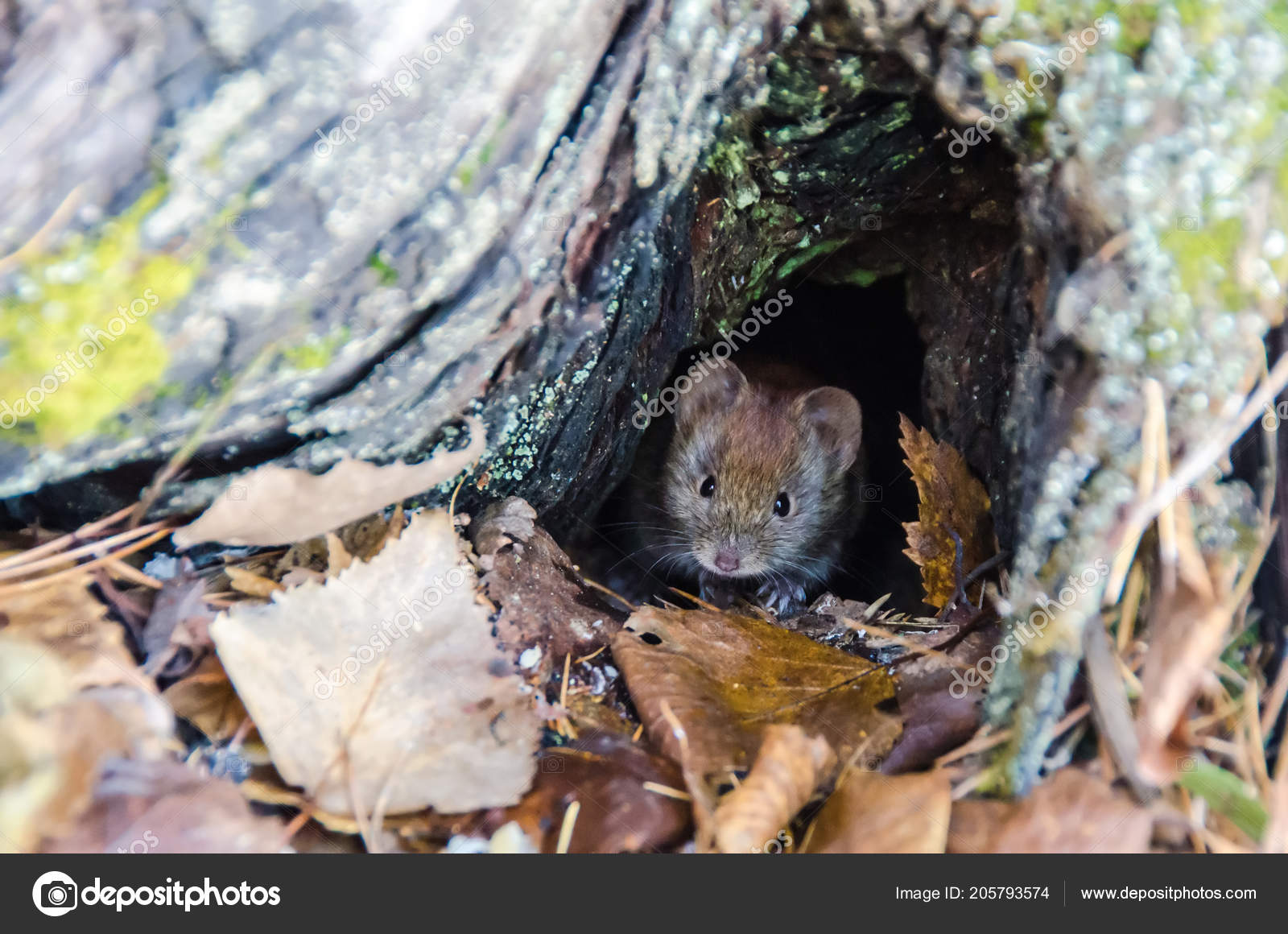 Mouse in wildlife in the autumn forest Stock Photo by ©kuzenkova 205793574
