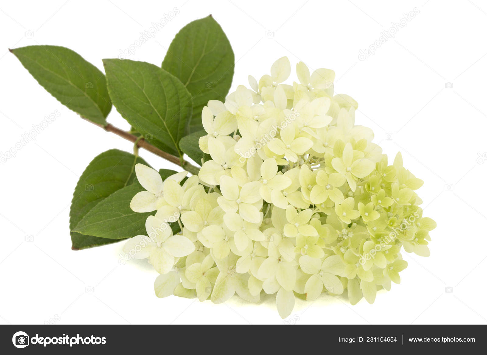 Flowers Hydrangea Isolated White Background Stock Photo by ...