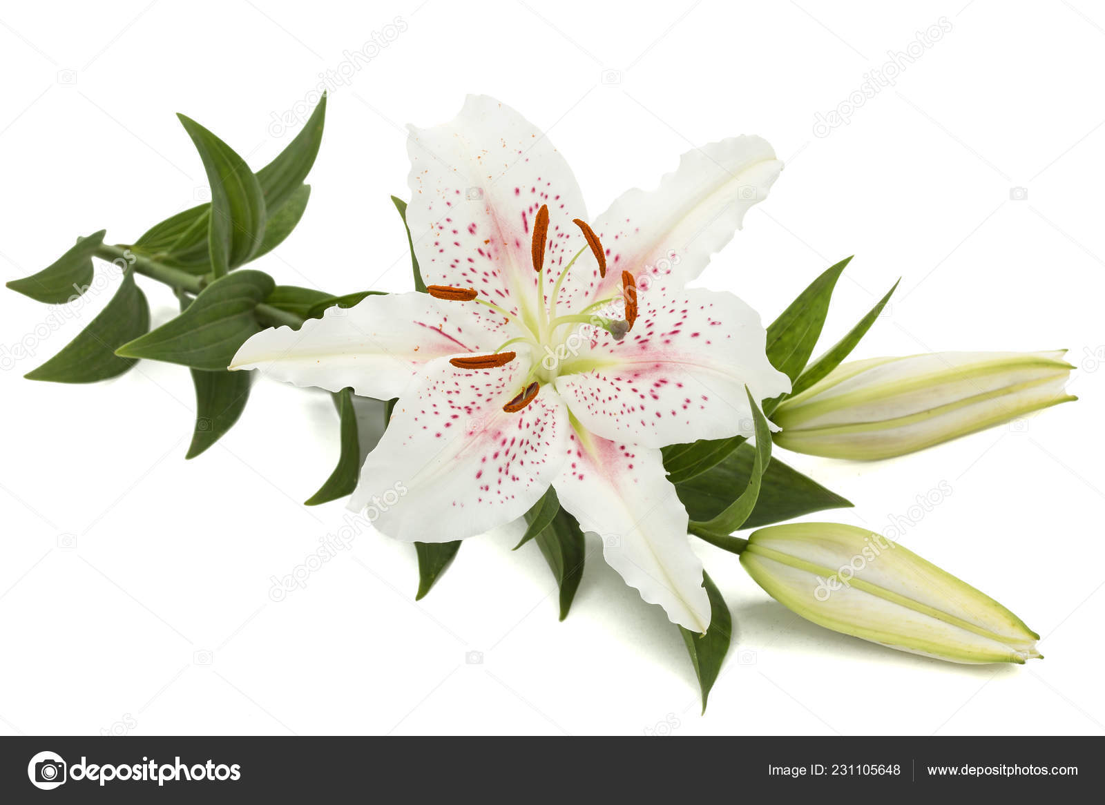 Lily Flower White Background Images | Best Flower Site